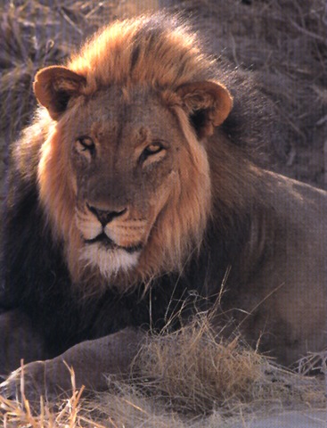 Fotos de leones - Elgeeky.com